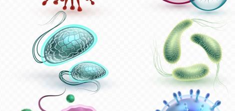 The Mina and Everard Goodman Faculty of Life Sciences | Bar-Ilan University