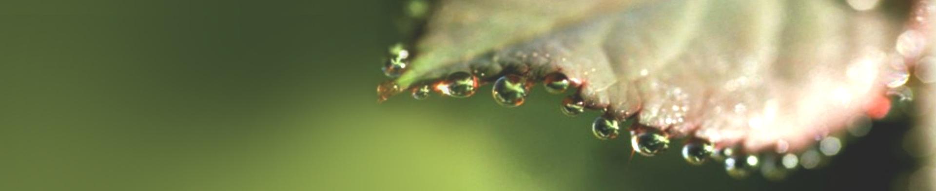 The Mina and Everard Goodman Faculty of Life Sciences | Bar-Ilan University